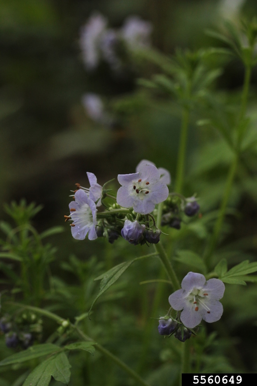 fernleaf phacelia (Phacelia bipinnatifida Michx.)