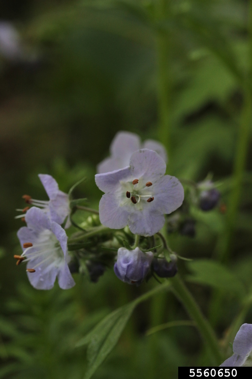 fernleaf phacelia (Phacelia bipinnatifida Michx.)