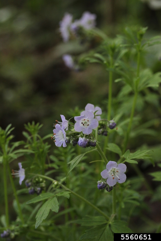 fernleaf phacelia (Phacelia bipinnatifida Michx.)