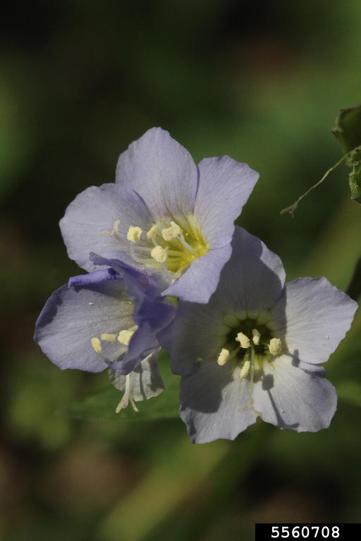 Greek valerian (Polemonium reptans L.)