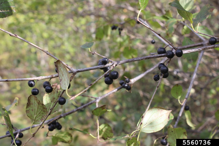 common buckthorn, European buckthorn (Rhamnus cathartica)