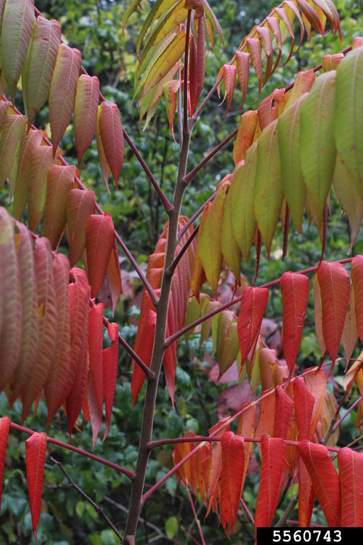 smooth sumac (Rhus glabra L.)