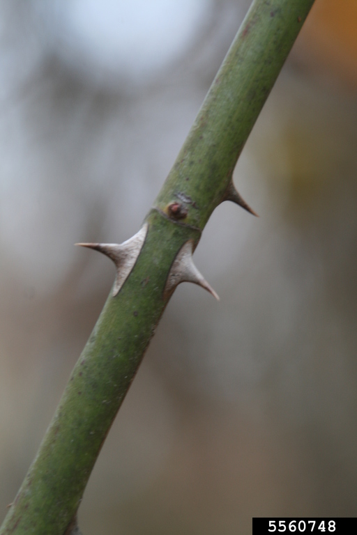 multiflora rose (Rosa multiflora Thunb.)