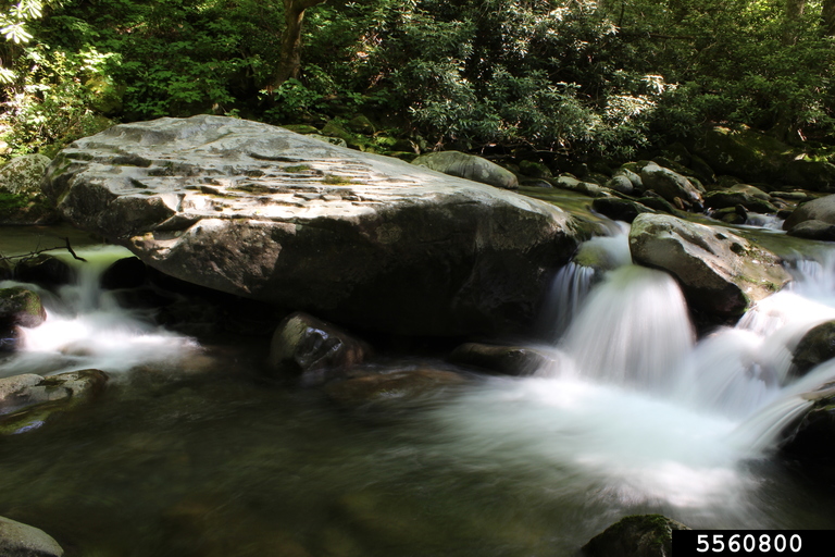 rivers and streams, (Freshwater biomes: Miscellaneous Rivers and ...