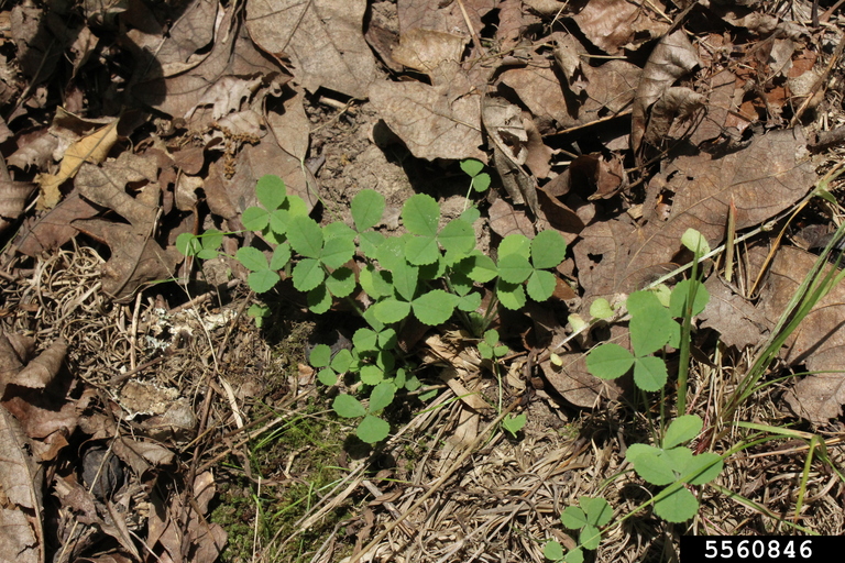 buffalo clover (Trifolium reflexum L.)