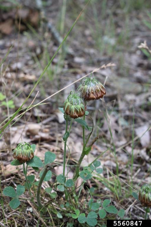 buffalo clover (Trifolium reflexum L.)