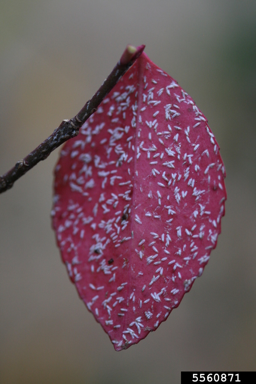 euonymus scale (Unaspis euonymi (Comstock))