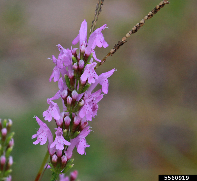 rose balm (Dicerandra odoratissima)