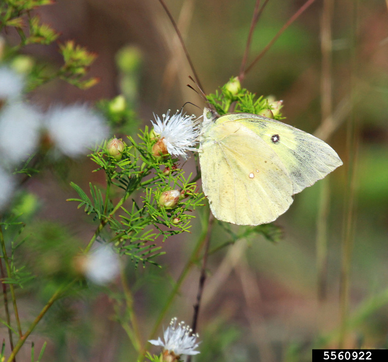 Southern dogface (Zerene cesonia)