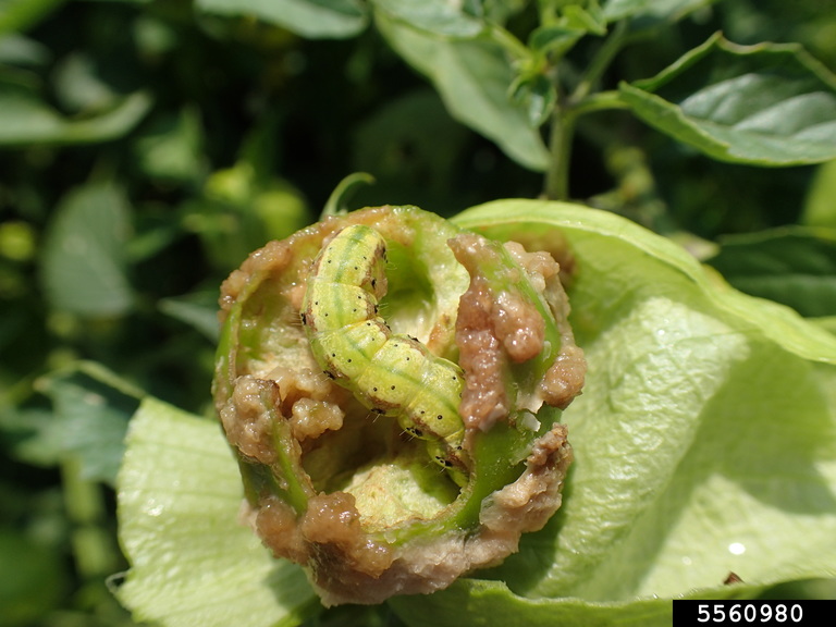 subflexus straw moth (Chloridea subflexa (Guenée, 1852))