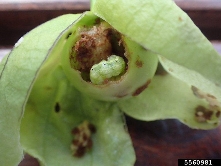 tomatillo fruitworm (Heliothis subflexa)