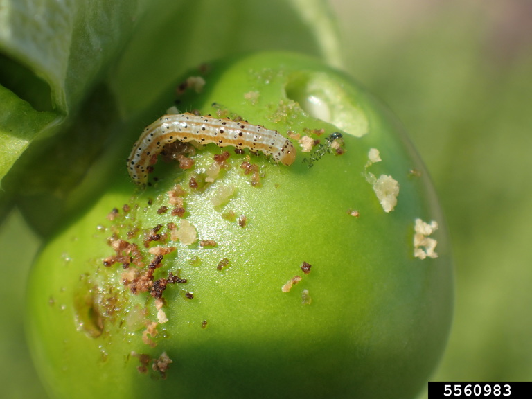 subflexus straw moth (Chloridea subflexa)