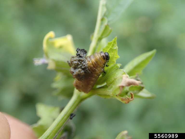 tomatillo leaf beetle (Lema trivittata Say, 1824)