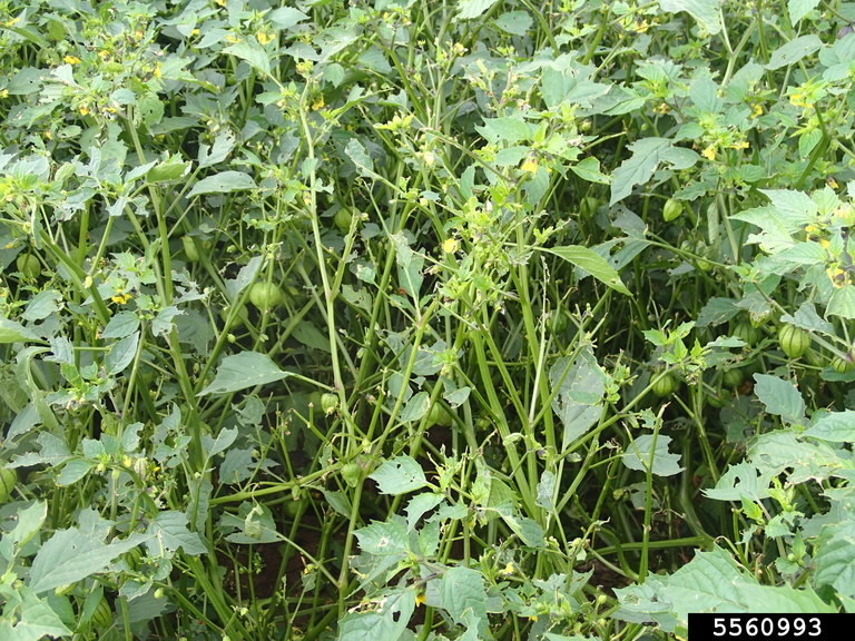 tomatillo leaf beetle (Lema trivittata)