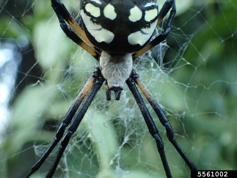 yellow garden spider (Argiope aurantia Lucas)