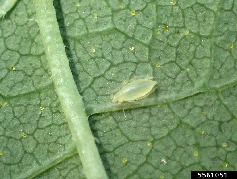 hop aphid (Phorodon humuli (Schrank, 1801))