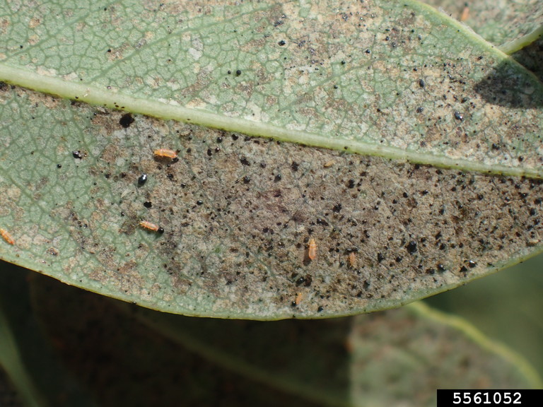 bean thrips (Caliothrips fasciatus (Pergande, 1895))