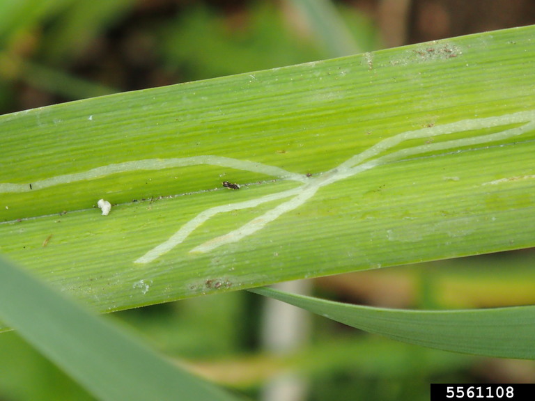 daylily leafminer (Ophiomyia kwansonis Sasakawa, 1961)
