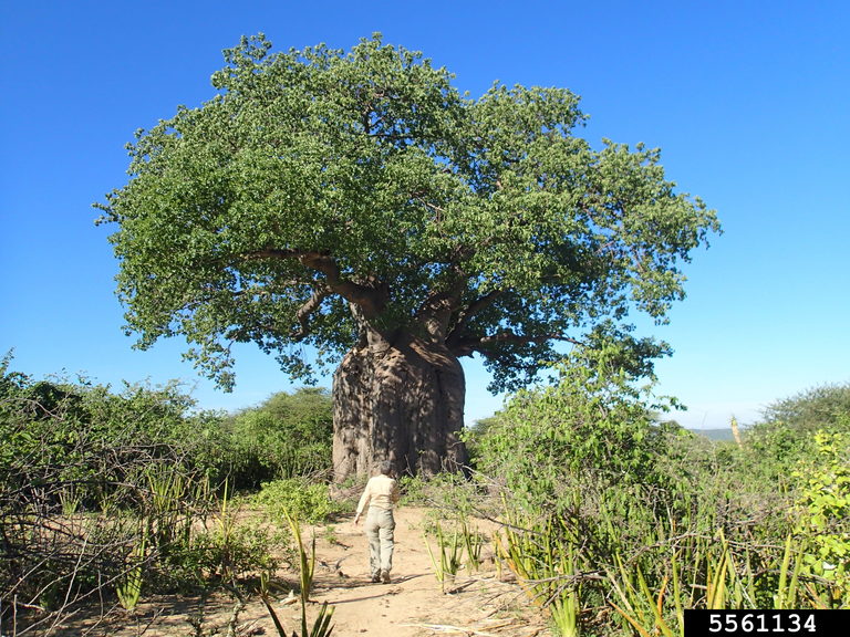 baobab tree/ monkey bread tree (Adansonia digitata)
