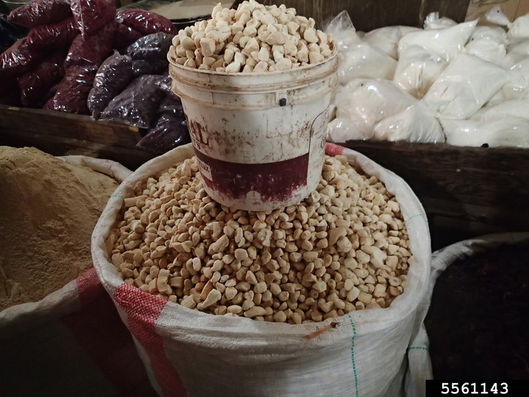 baobab tree/ monkey bread tree (Adansonia digitata L.)