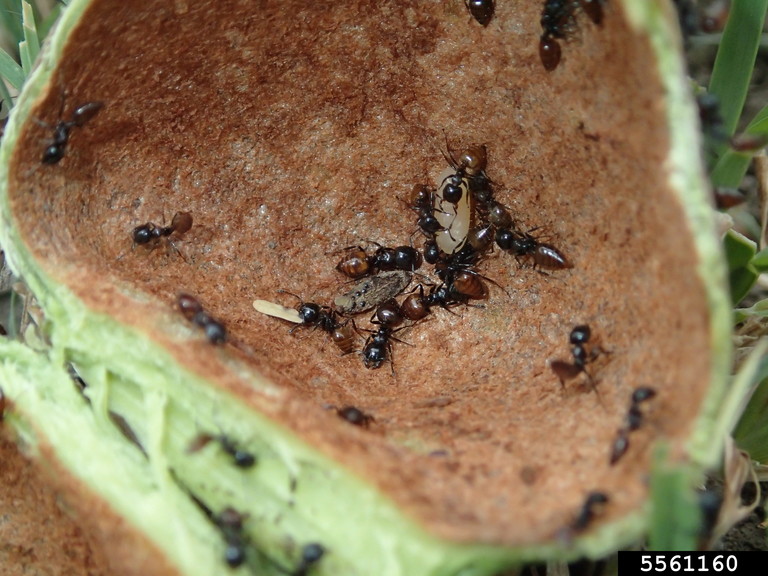 acrobat ants (Genus Crematogaster)