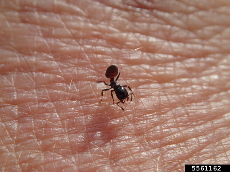 acrobat ants (Genus Crematogaster Lund, 1831)