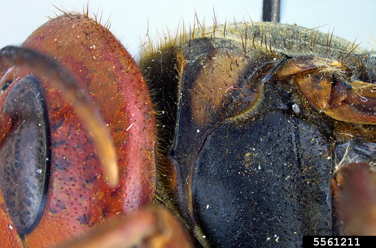 northern giant hornet (formerly Asian giant hornet) (Vespa mandarinia ...