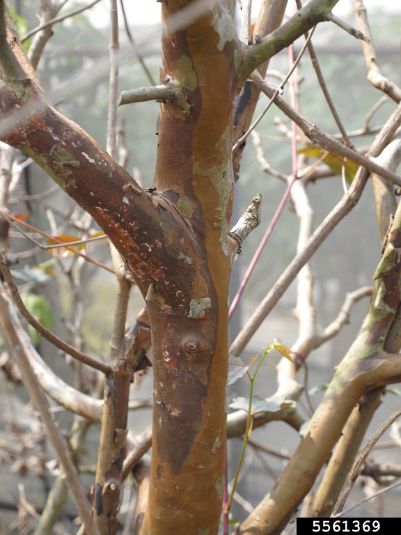 Guava Wilt Disease (Nalanthamala psidii)