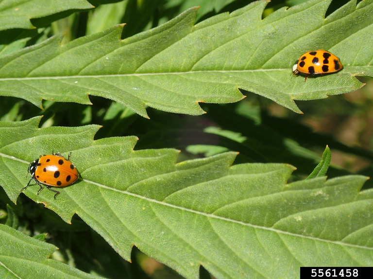 multicolored Asian lady beetle, Harmonia axyridis (Coleoptera ...