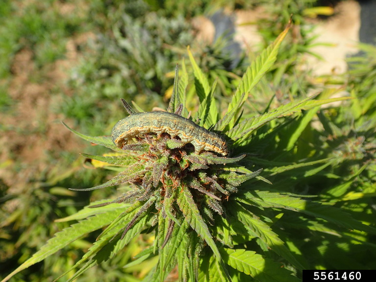 variegated cutworm (Peridroma saucia (Hubner))