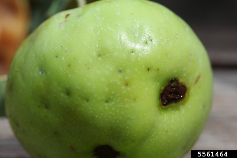 apple maggot (Rhagoletis pomonella)