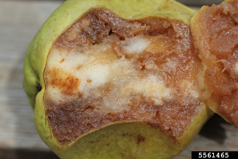 apple maggot (Rhagoletis pomonella)