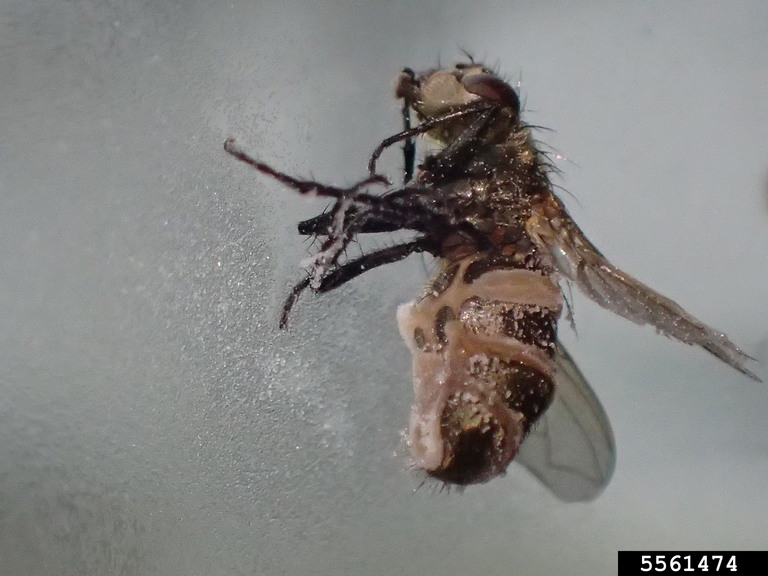 entomophagus fungi (Entomophthora muscae (Cohn) Fresen)