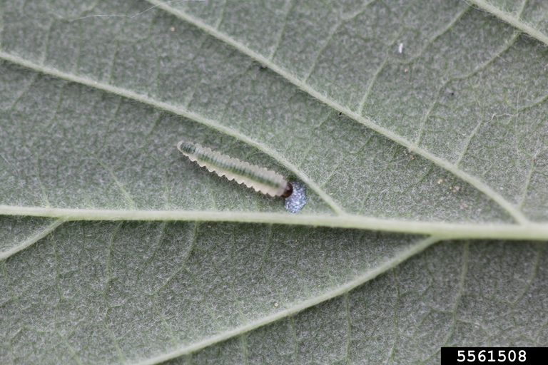bristly roseslug (Cladius difformis (Panzer))
