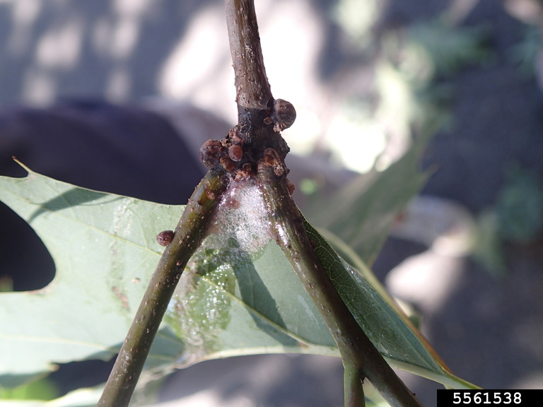 pin oak kermes (Allokermes galliformis (Riley, 1881))