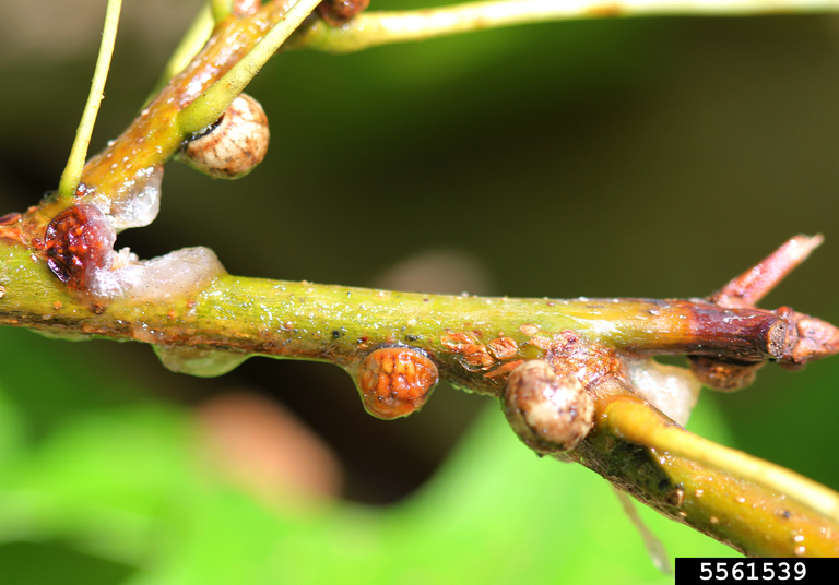 pin oak kermes (Allokermes galliformis (Riley, 1881))