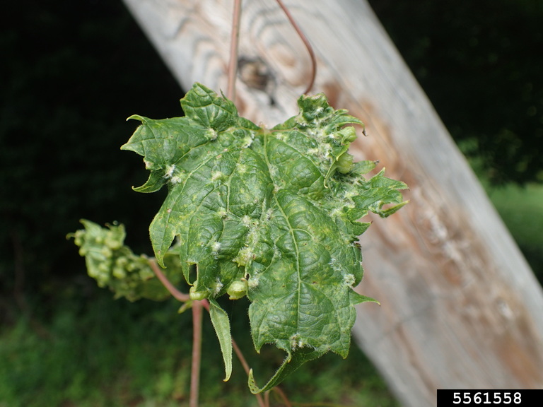 Филоксера (Daktulosphaira vitifoliae) | ВИНОГРАДАР
