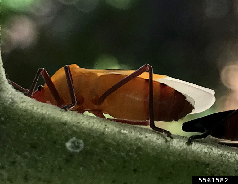 large milkweed bug (Oncopeltus fasciatus)