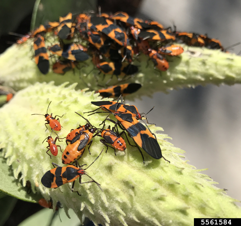 large milkweed bug (Oncopeltus fasciatus (Dallas))