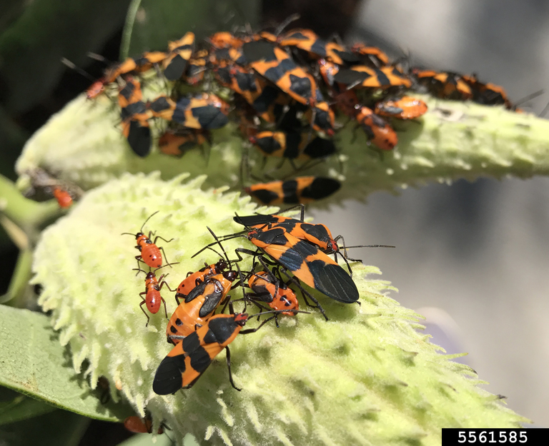 large milkweed bug (Oncopeltus fasciatus)