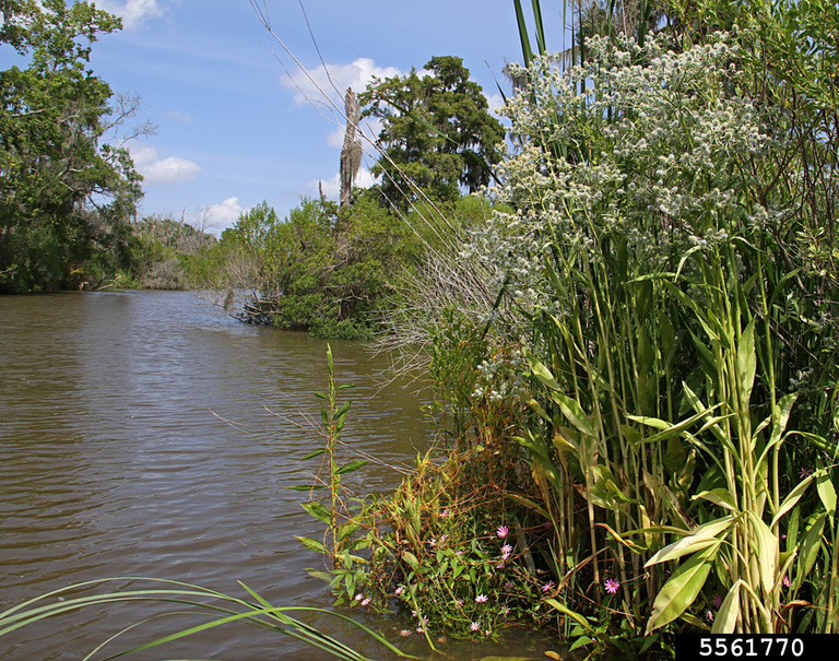 rivers and streams, (Freshwater biomes: Miscellaneous Rivers and ...