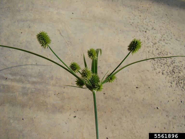 green kyllinga (Kyllinga brevifolia Rottb.)
