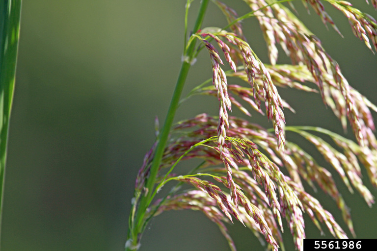 Wild Rice (Oryza minuta)