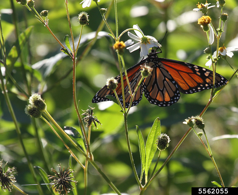 monarch butterfly (Danaus plexippus (Linnaeus))