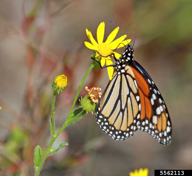 monarch butterfly (Danaus plexippus)