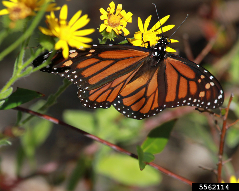monarch butterfly (Danaus plexippus (Linnaeus))