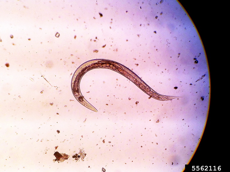 Southern root-knot nematode (Meloidogyne incognita)