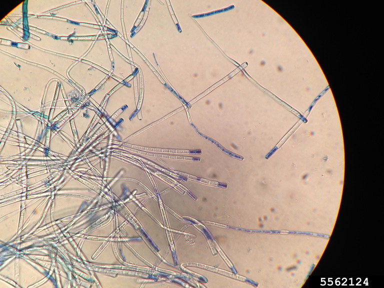 Cercospora fungi (Cercospora spp. ) on balsamapple (Momordica charantia ...