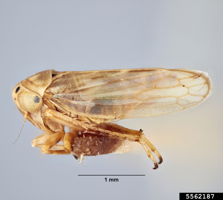 Leafhopper (Aceratagallia calcaris)