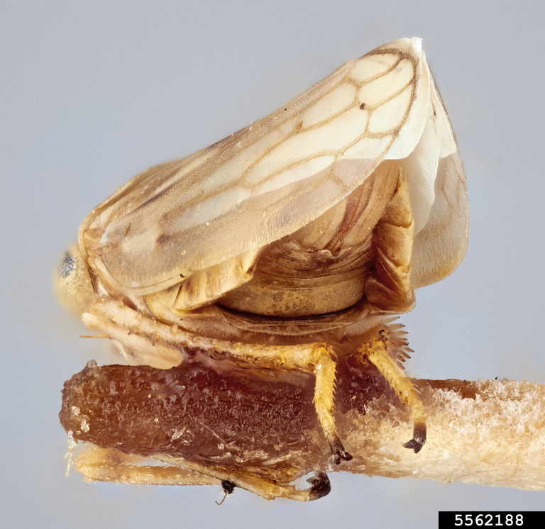 Leafhopper (Aceratagallia calcaris)